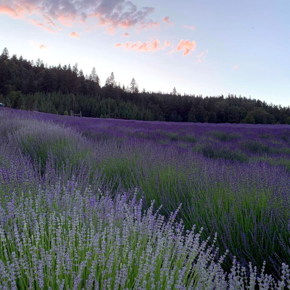 English Lavender Farm | Southern Oregon Lavender Trail