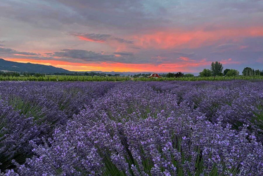 Press – Southern Oregon Lavender Trail